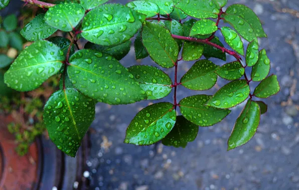 Download wallpaper summer, leaves, branches, nature, plant, roses ...