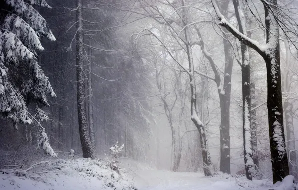 Download wallpaper winter, forest, snow, trees, nature, Blizzard ...