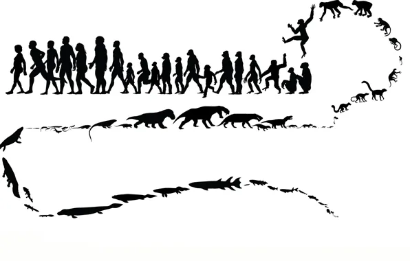 Evolution Of Man Wallpaper