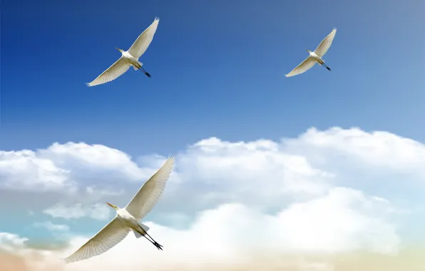 Wallpaper flying, bird, cloud for mobile and desktop, section разное ...