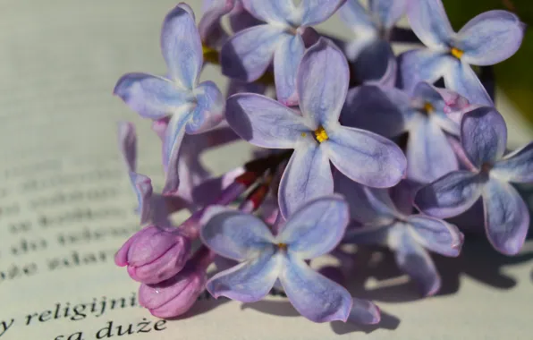Wallpaper flower, spring, book, lilac for mobile and desktop, section ...