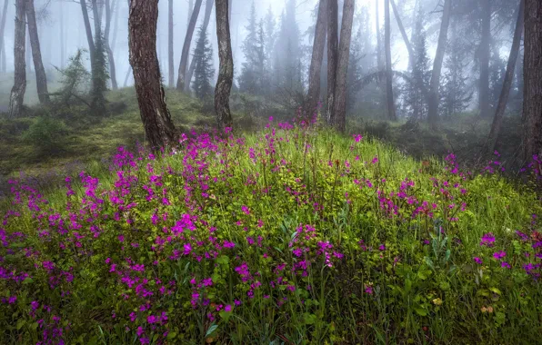 Wallpaper forest, flowers, fog, spring for mobile and desktop, section ...