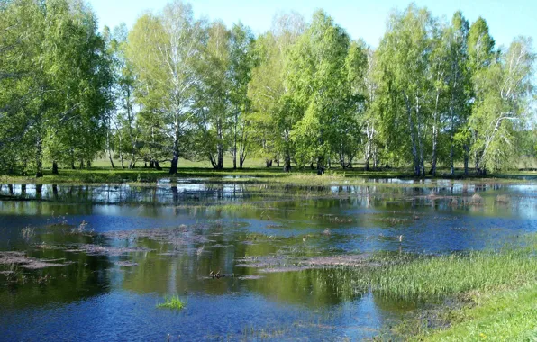 Wallpaper water, nature, Spring, may, birch for mobile and desktop ...