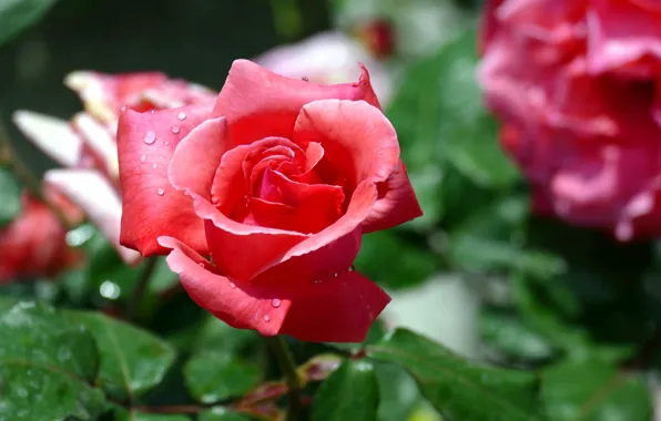 Wallpaper summer, flowers, roses, buds, flowering for mobile and ...