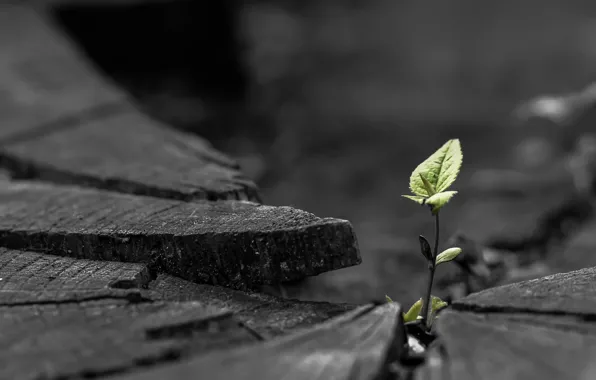 Wallpaper nature, background, tree for mobile and desktop, section ...