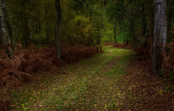 Download wallpaper autumn, forest, nature, section nature in resolution ...