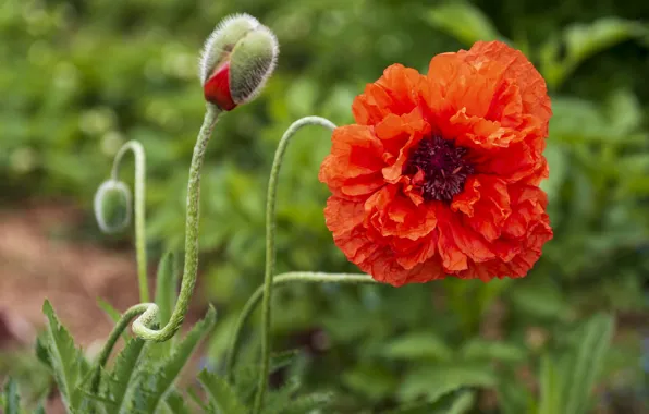 Download wallpaper red, Mac, Bud, section flowers in resolution 1920x1080