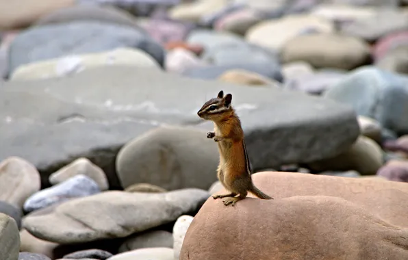 Wallpaper pose, stones, animal, Chipmunk, stand, stones for mobile and desktop, section животные ...