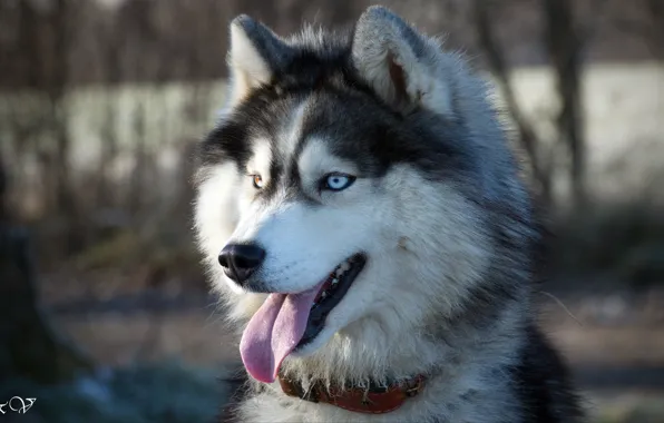 Wallpaper each, husky, metiz for mobile and desktop, section собаки ...