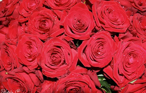 Wallpaper flowers, red, green, roses, bouquet, beautiful flowers for ...