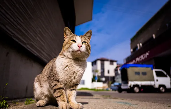 Wallpaper cat, street, sitting, Kote for mobile and desktop, section ...