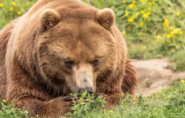 Wallpaper face, bear, lies for mobile and desktop, section животные ...