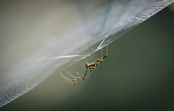 Wallpaper macro, web, spider images for desktop, section макро - download