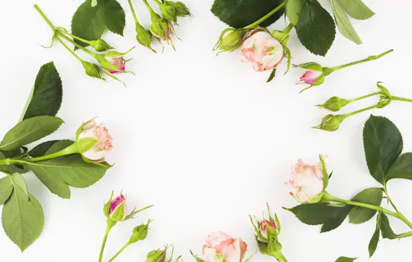 Wallpaper white, flowers, background, roses, Rose, decor, buds ...