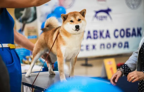 Wallpaper dog, exhibition, red, dog, Shiba Inu, Shiba inu, dog show for ...
