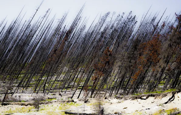 Wallpaper forest, nature, background for mobile and desktop, section ...