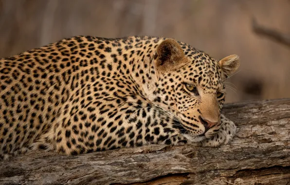 Wallpaper look, face, pose, background, tree, portrait, leopard, lies ...