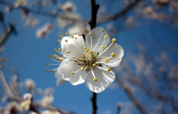 Wallpaper flower, fruit, spring for mobile and desktop, section природа ...