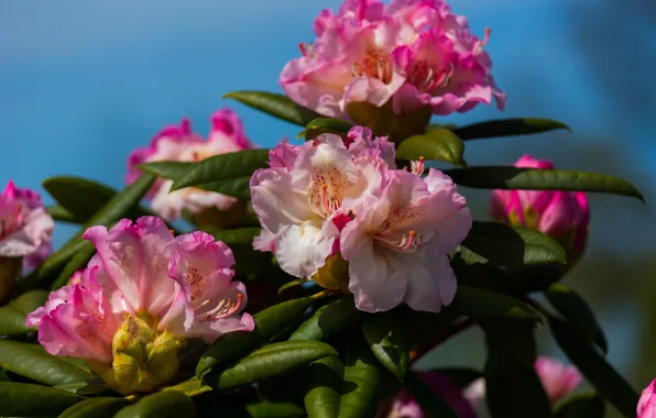 Wallpaper macro, Azalea, rhododendrons for mobile and desktop, section ...