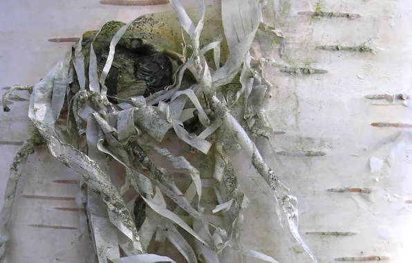 Wallpaper summer, the sun, macro, trees, birch, birch bark for mobile ...