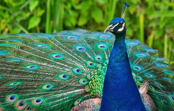 Wallpaper bird, portrait, tail, peacock for mobile and desktop, section ...