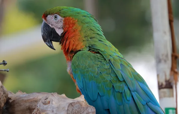 Wallpaper nature, stay, bird, parrot, Ara for mobile and desktop ...