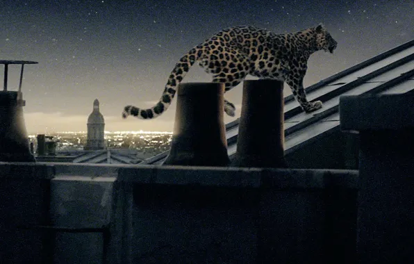 Wallpaper Leopard, Paris, Paris, Luxury, Cartier, High jewelry art ...