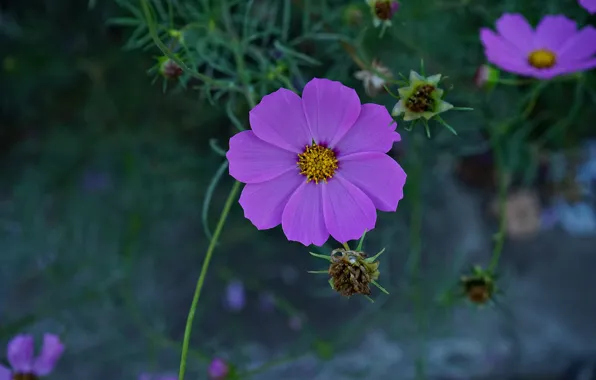 Wallpaper Summer Flowers Nature For Mobile And Desktop Section