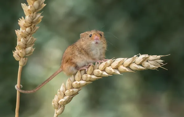 Wallpaper wheat, mouse, ears for mobile and desktop, section животные ...