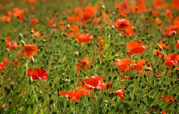 Wallpaper greens, field, summer, flowers, nature, Mac, Maki, blur for ...