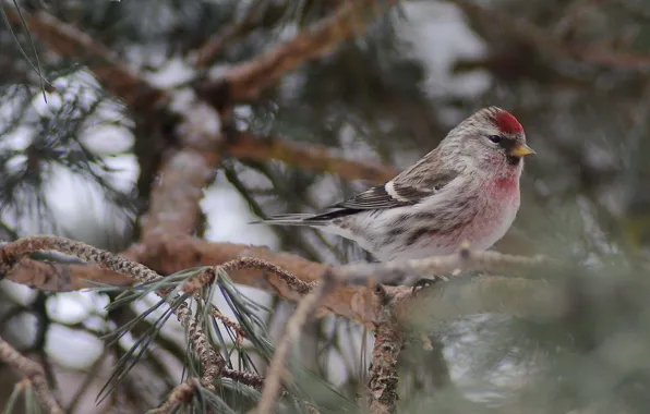 Wallpaper birds, sitting in a tree, tap dance, photohunt for mobile and ...