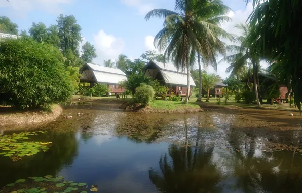 Download wallpaper Plantations Suriname, Nature in Suriname, Wallpapers ...