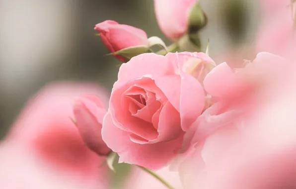 Wallpaper flowers, roses, gentle, pink, buds, bokeh for mobile and desktop, section цветы ...