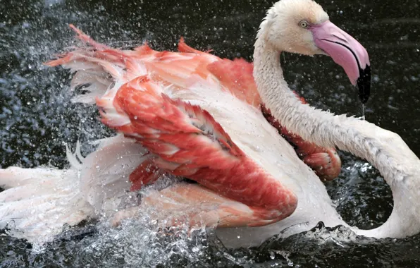Wallpapers Animals on mobile and desktop - page 332