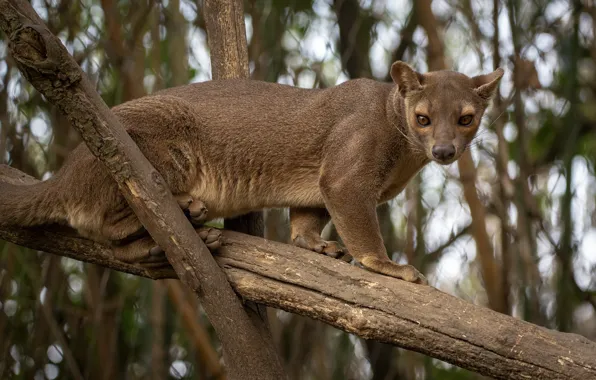 Download wallpaper look, face, branches, pose, log, zoo, bokeh, fossa ...