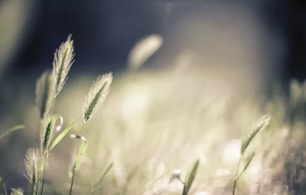 Wallpaper nature, background, ears for mobile and desktop, section ...