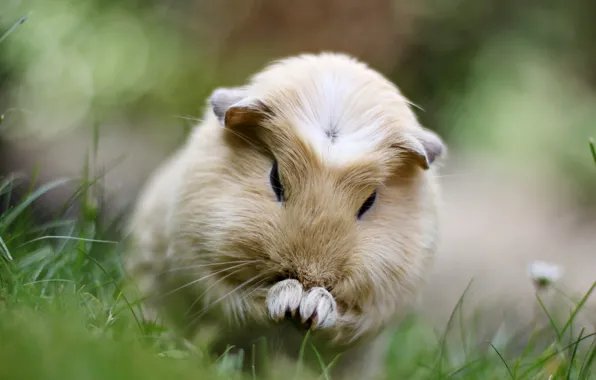 Wallpaper grass, photo, animal, color, beige, sea, pig, rodent for ...
