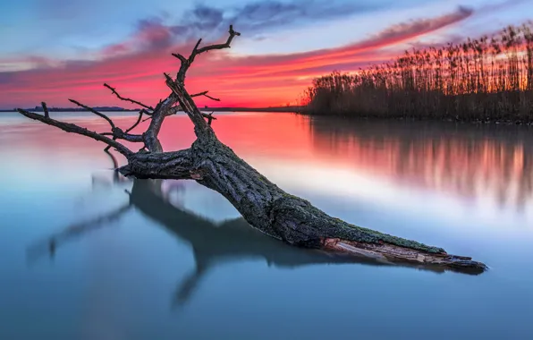 Wallpaper sunset, lake, tree for mobile and desktop, section природа ...