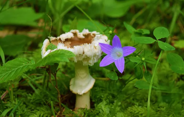 Download wallpaper Flower, Mushroom, Nature, bell, Flower, Mushroom ...