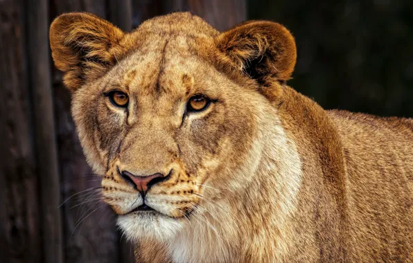 Wallpaper look, face, cats, nature, background, portrait, Leo, beauty ...