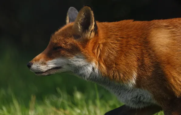 Download wallpaper background, Fox, fur, red, section animals in ...