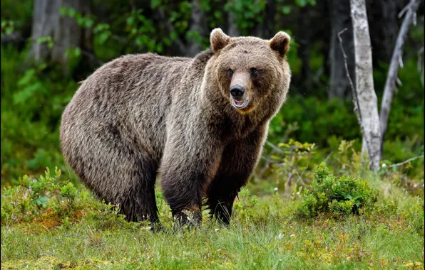 Download wallpaper look, nature, pose, bear, brown, section animals in ...