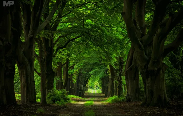 Wallpaper road, trees, trunks, arch, alley, giants for mobile and ...