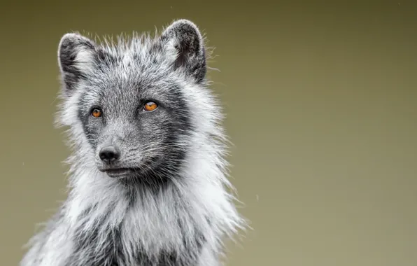 Download wallpaper nature, background, polar Fox, section animals in ...