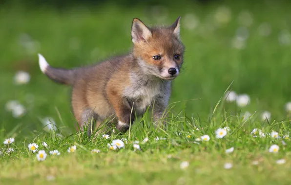 Wallpaper greens, summer, grass, spring, Fox, serious, walk, flowers ...