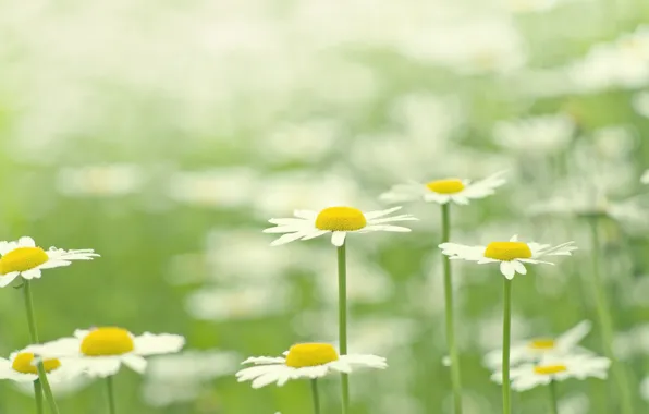 Wallpaper Greens Summer Grass Macro Flowers Nature Glade Color