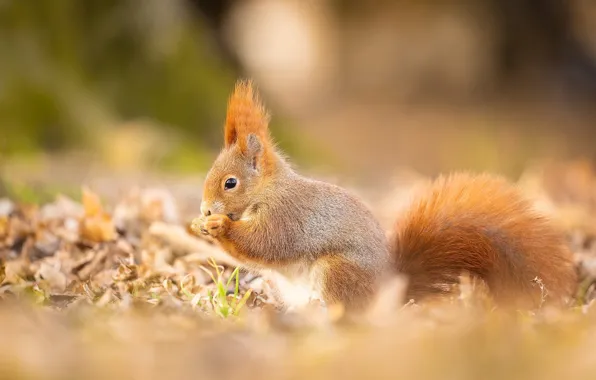 Wallpaper glade, protein, rodent for mobile and desktop, section ...