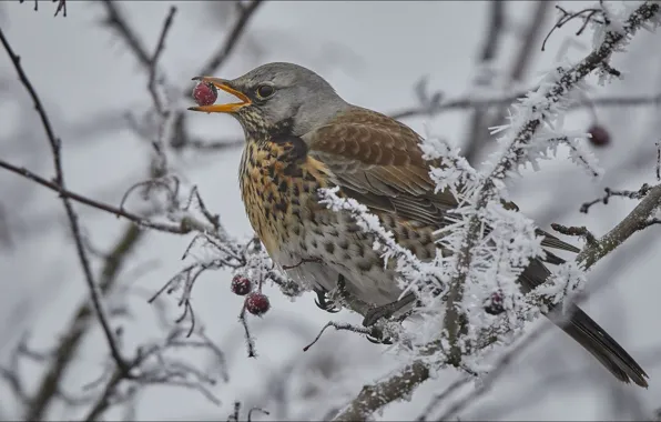 Wallpaper berry, bird, winter for mobile and desktop, section животные ...