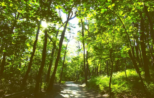 Wallpaper green, forest, road, park for mobile and desktop, section ...