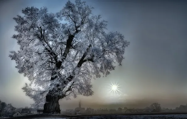 Wallpaper nature, fog, tree images for desktop, section пейзажи - download